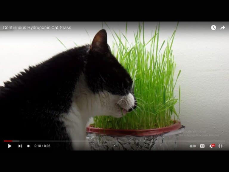 Show Your Cat Some Love: Purrfectly Clever Cat Hacks